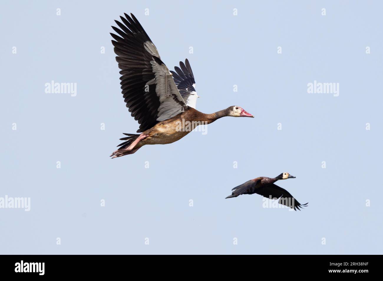 Spur-winged goose Plectropterus gambensis & White-faced whistling duck ...