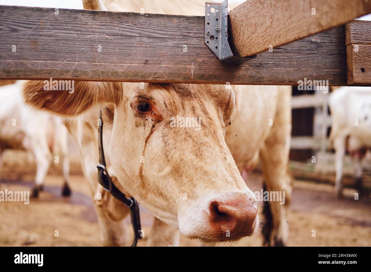 Confined calf hi-res stock photography and images - Alamy