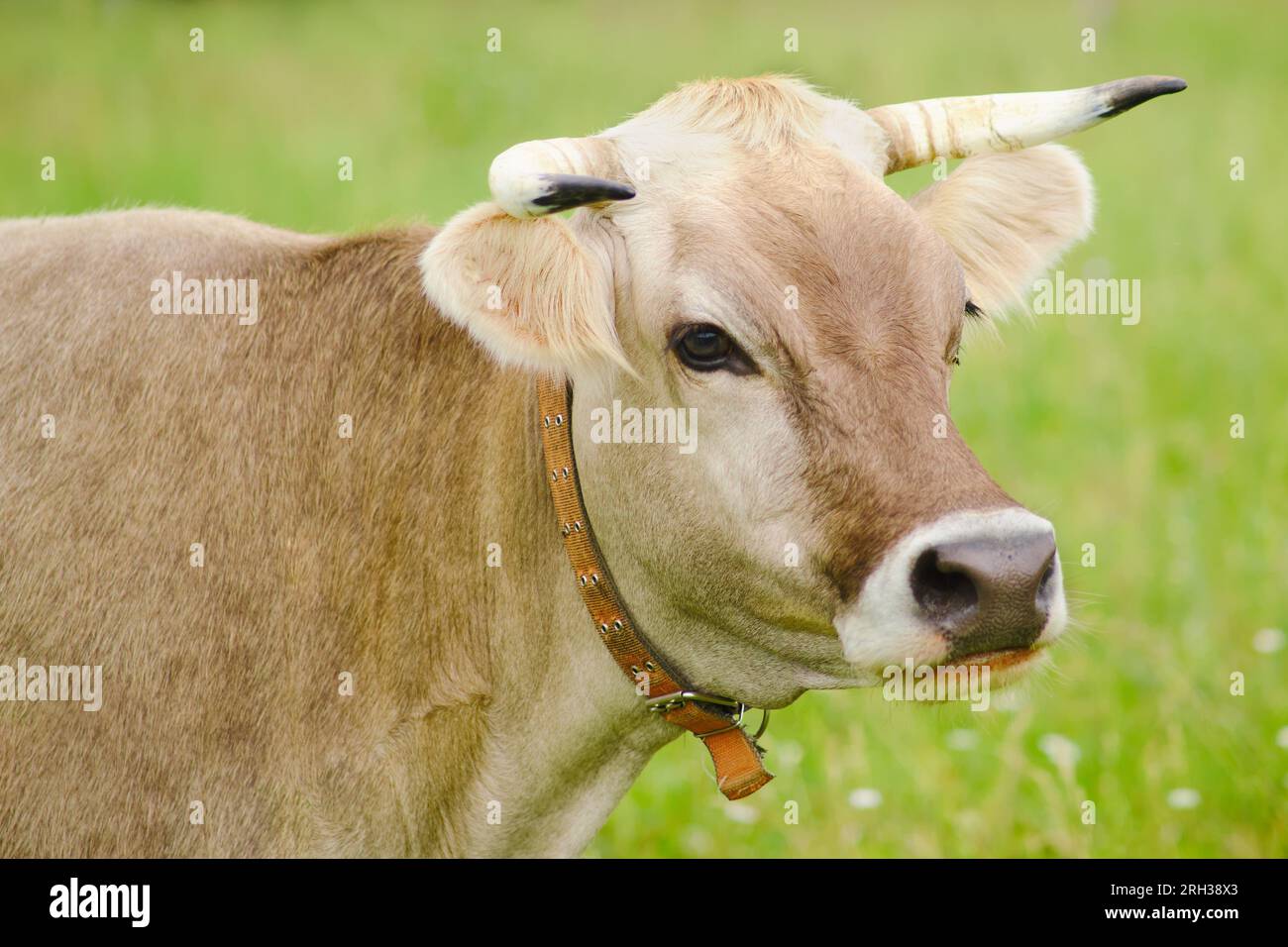 The calves follow their mothers cow and munch on the green grass in the ...
