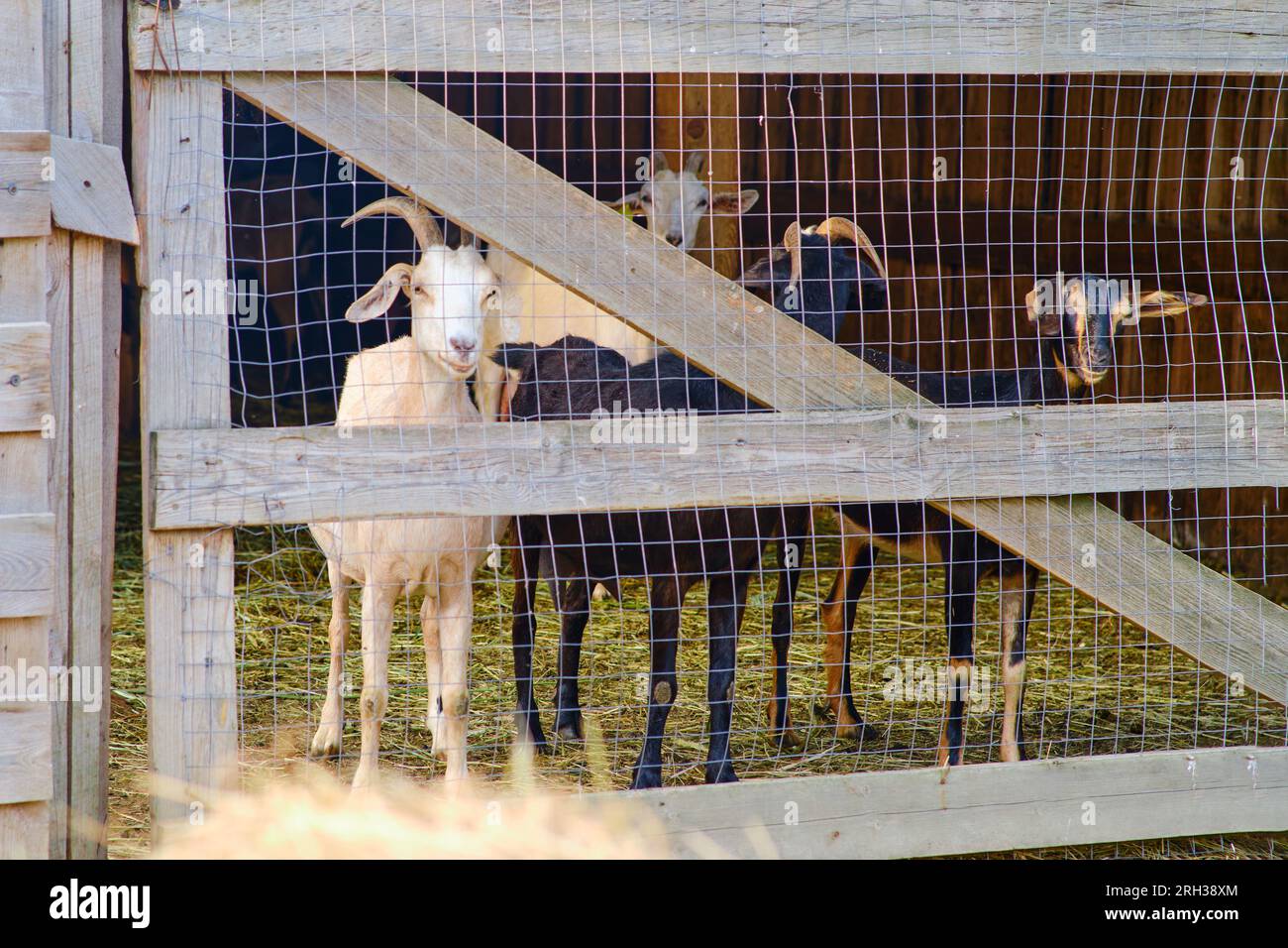 The cattle on the farm seem content, but the sad goat behind the fence ...