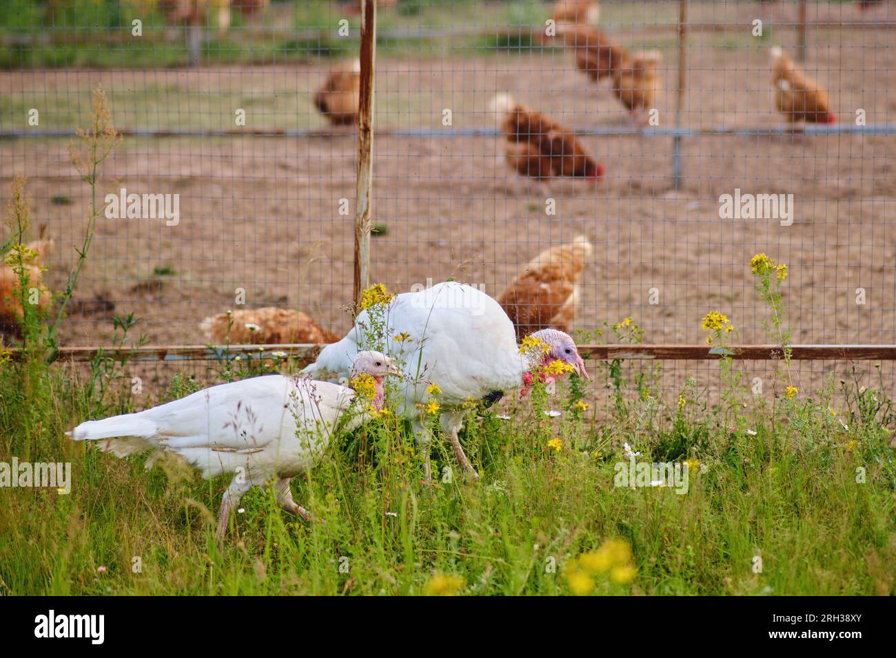 A group of domestic fowl, including turkeys, are wandering around the ...