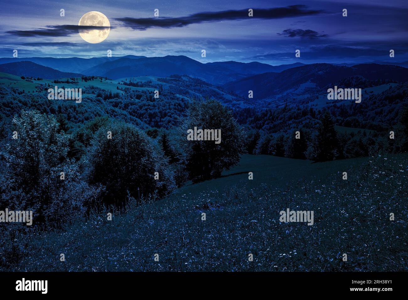 mountain summer landscape at night. spruce trees near meadow and forest ...