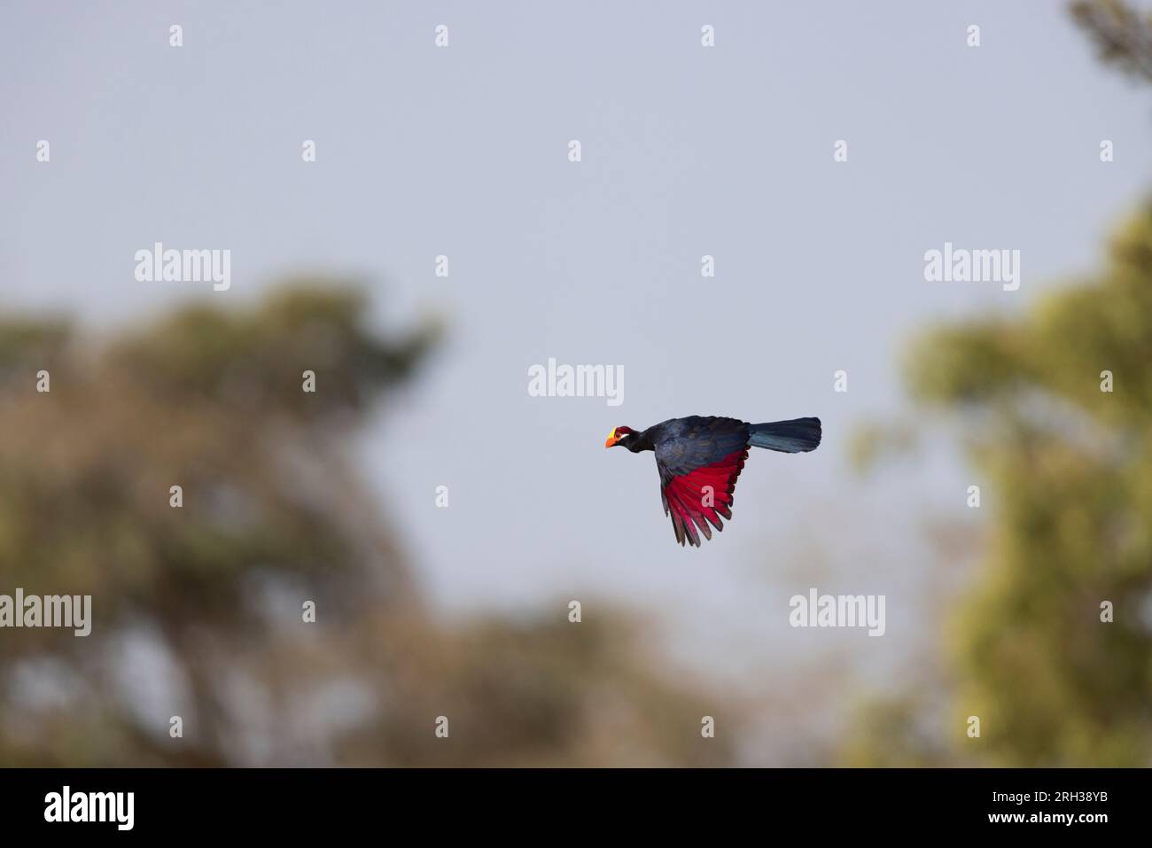 Turaco in flight hi-res stock photography and images - Alamy