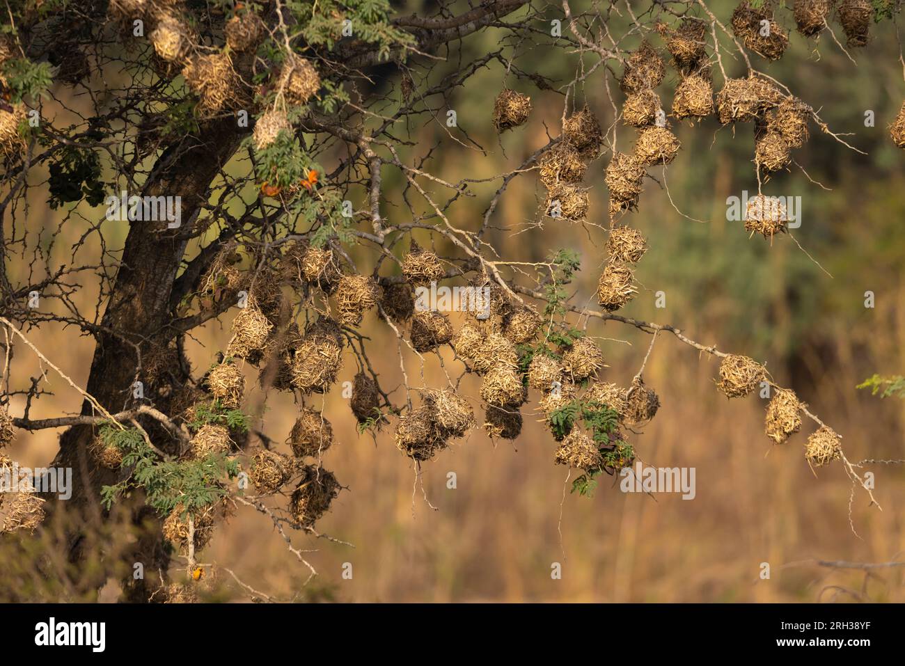 Gunjur village hi-res stock photography and images - Alamy