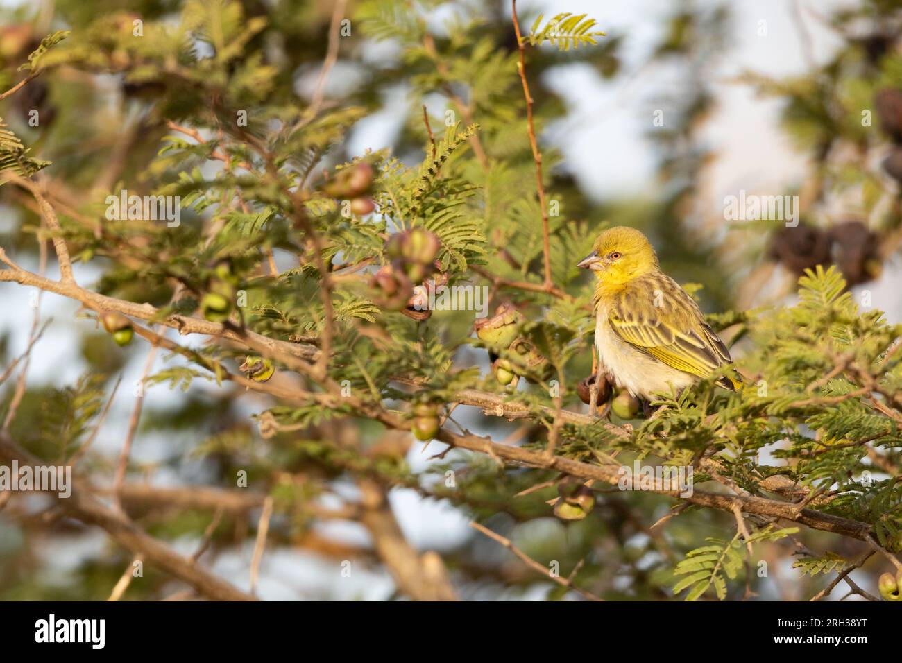 Gunjur village hi-res stock photography and images - Alamy