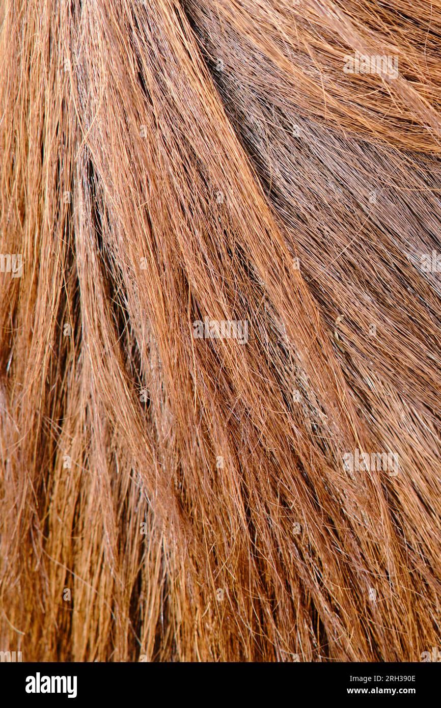 Background of beige horse fur pelt, texture of brown horse mane wool ...