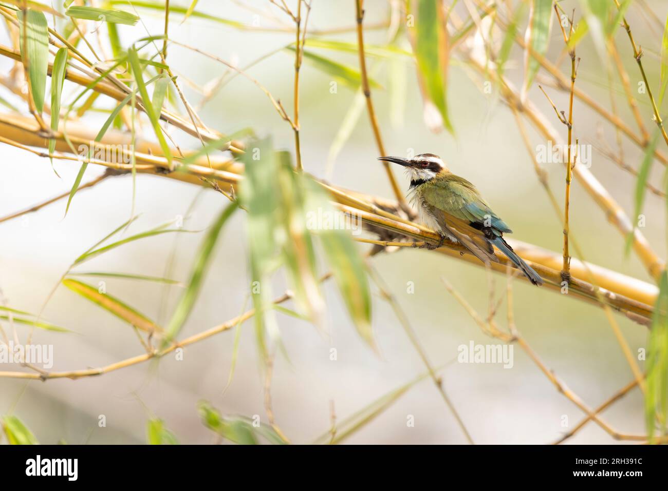 Meros albicollis hi-res stock photography and images - Alamy