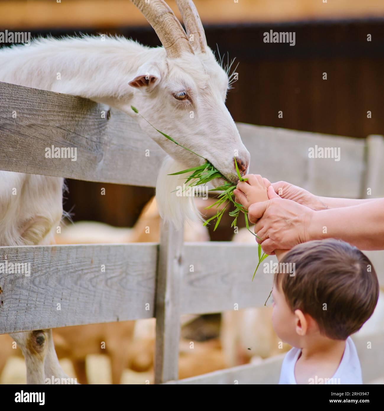 Woman and baby take pleasure in feeding the small goats with delicious ...