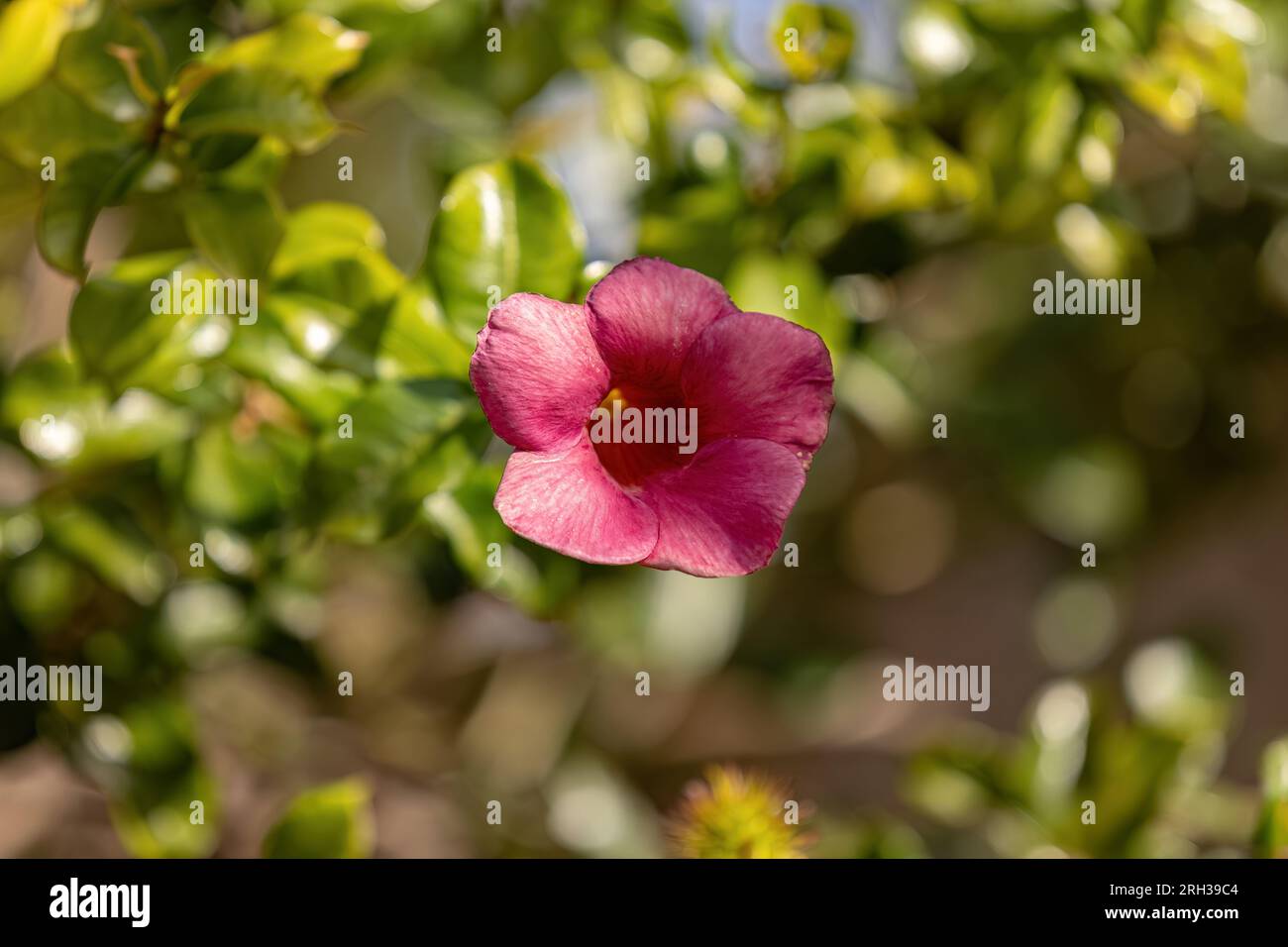 Allamanda Flowering Plant of the genus Allamanda Stock Photo - Alamy