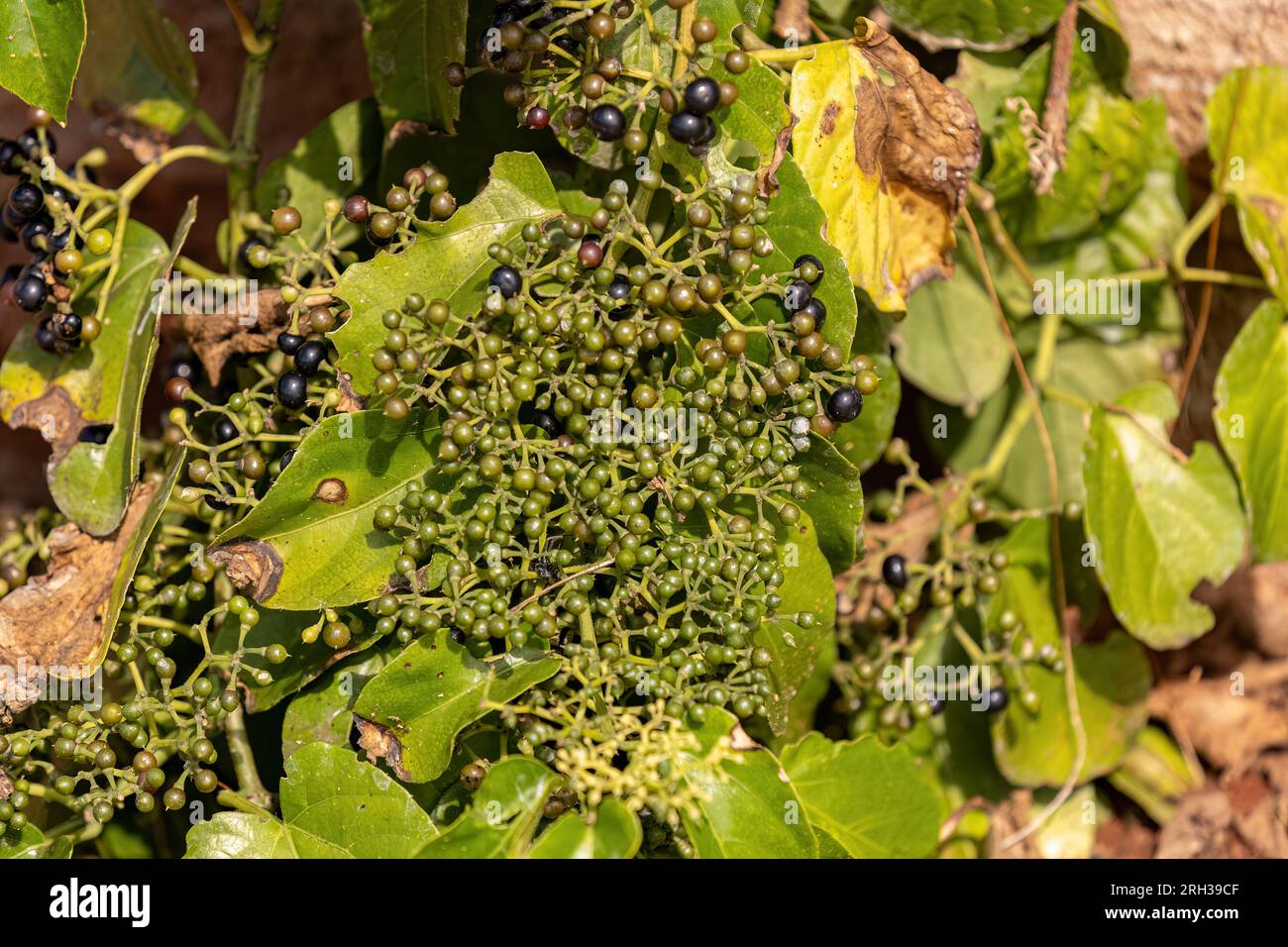 Princess grape hi-res stock photography and images - Alamy
