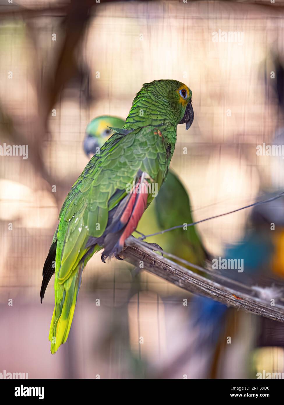 Adult Turquoise fronted Parrot of the species Amazona aestiva rescued ...