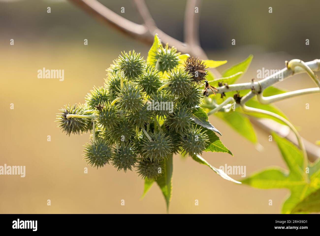 Green Castor Bean Plant of the species Ricinus communis Stock Photo - Alamy