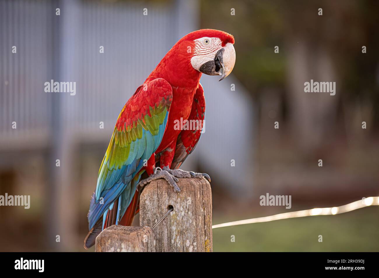 Adult red green macaw species hi-res stock photography and images - Alamy