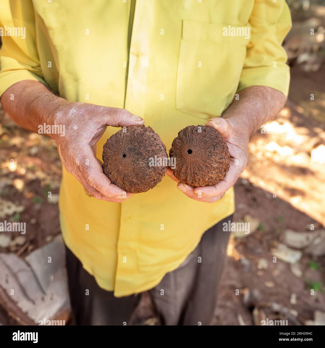 Closeup of a senior man holding a Brazil nut in each hand, wearing a ...