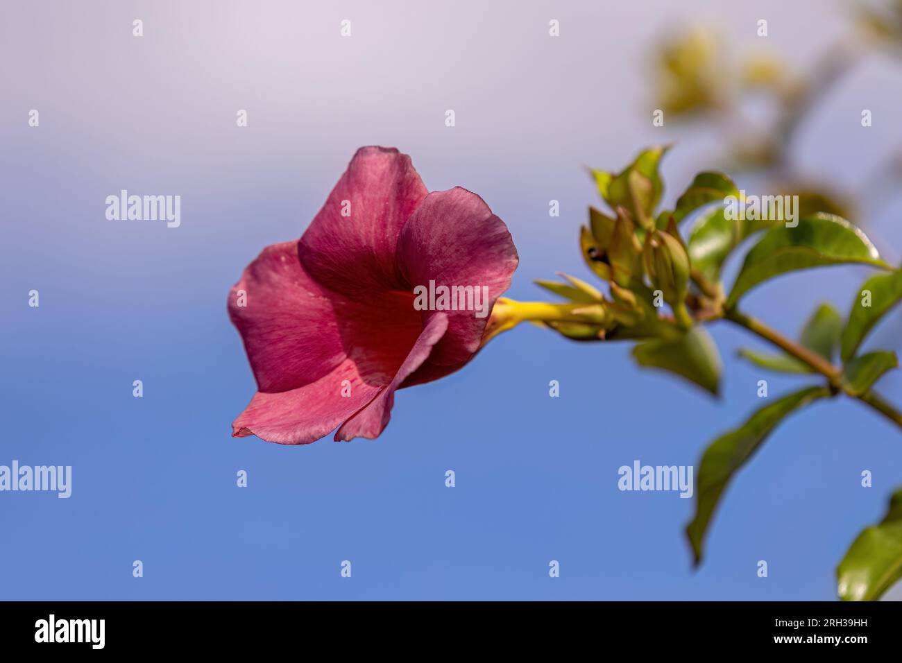 Red allamanda hi-res stock photography and images - Alamy