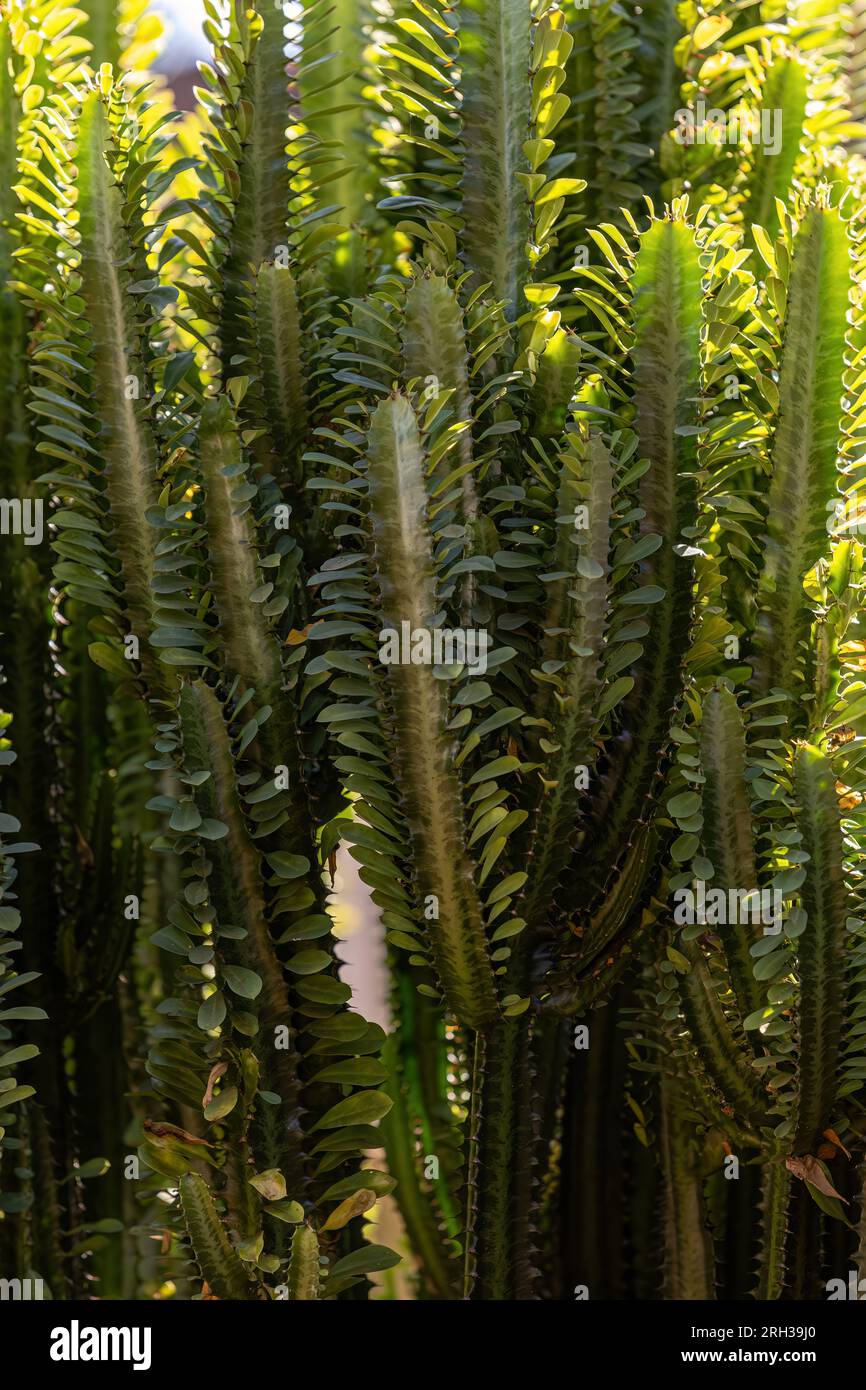 African Milk Weed Plant of the species Euphorbia trigona Stock Photo ...