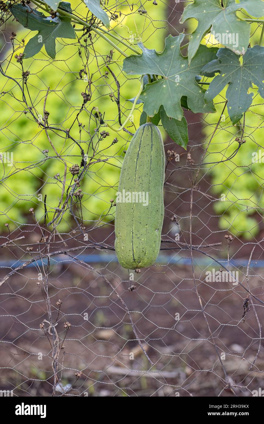 Sponge Gourd Plant Fruit of the species Luffa aegyptiaca Stock Photo ...