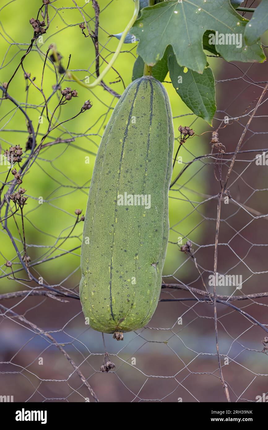Sponge Gourd Plant Fruit of the species Luffa aegyptiaca Stock Photo ...