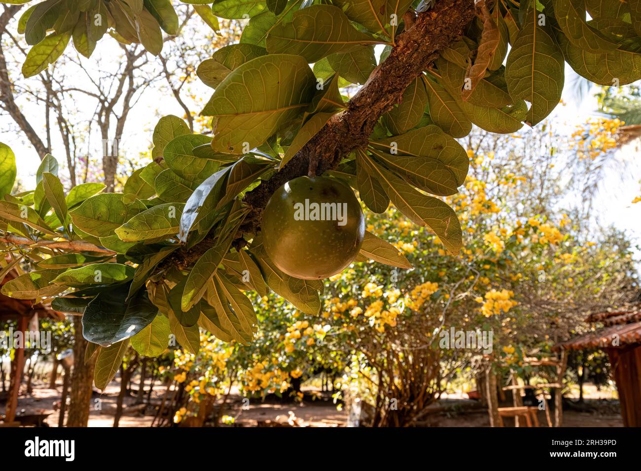Calabash Tree of the species Crescentia cujete with selective focus ...