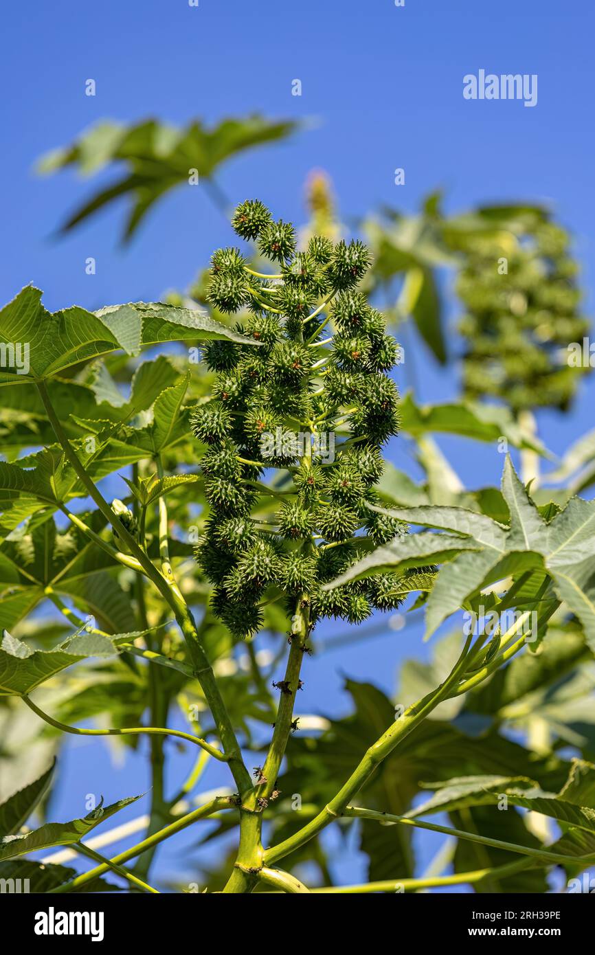 Green Castor Bean Plant of the species Ricinus communis Stock Photo - Alamy