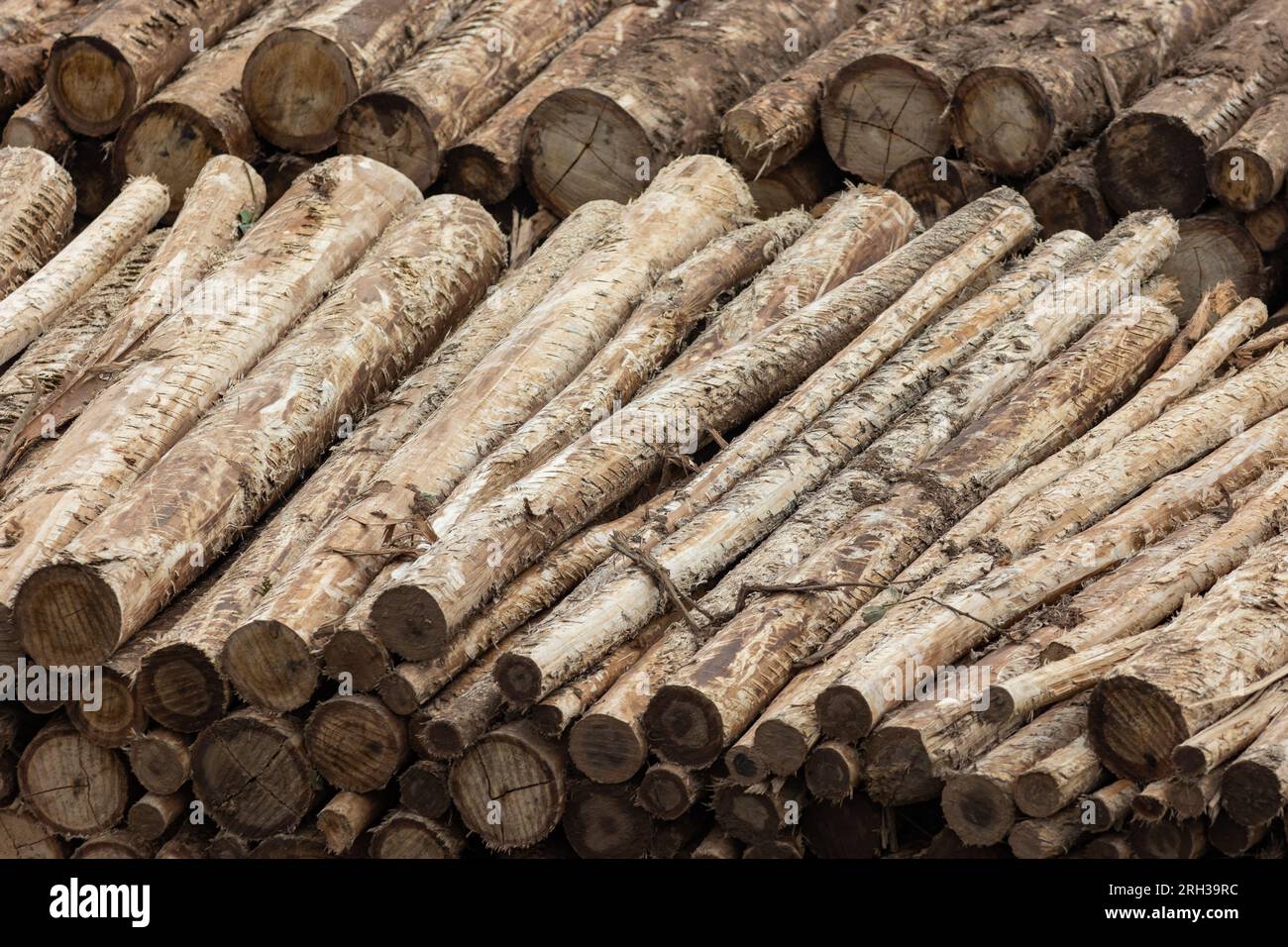 Stack of peeled logs hi-res stock photography and images - Alamy