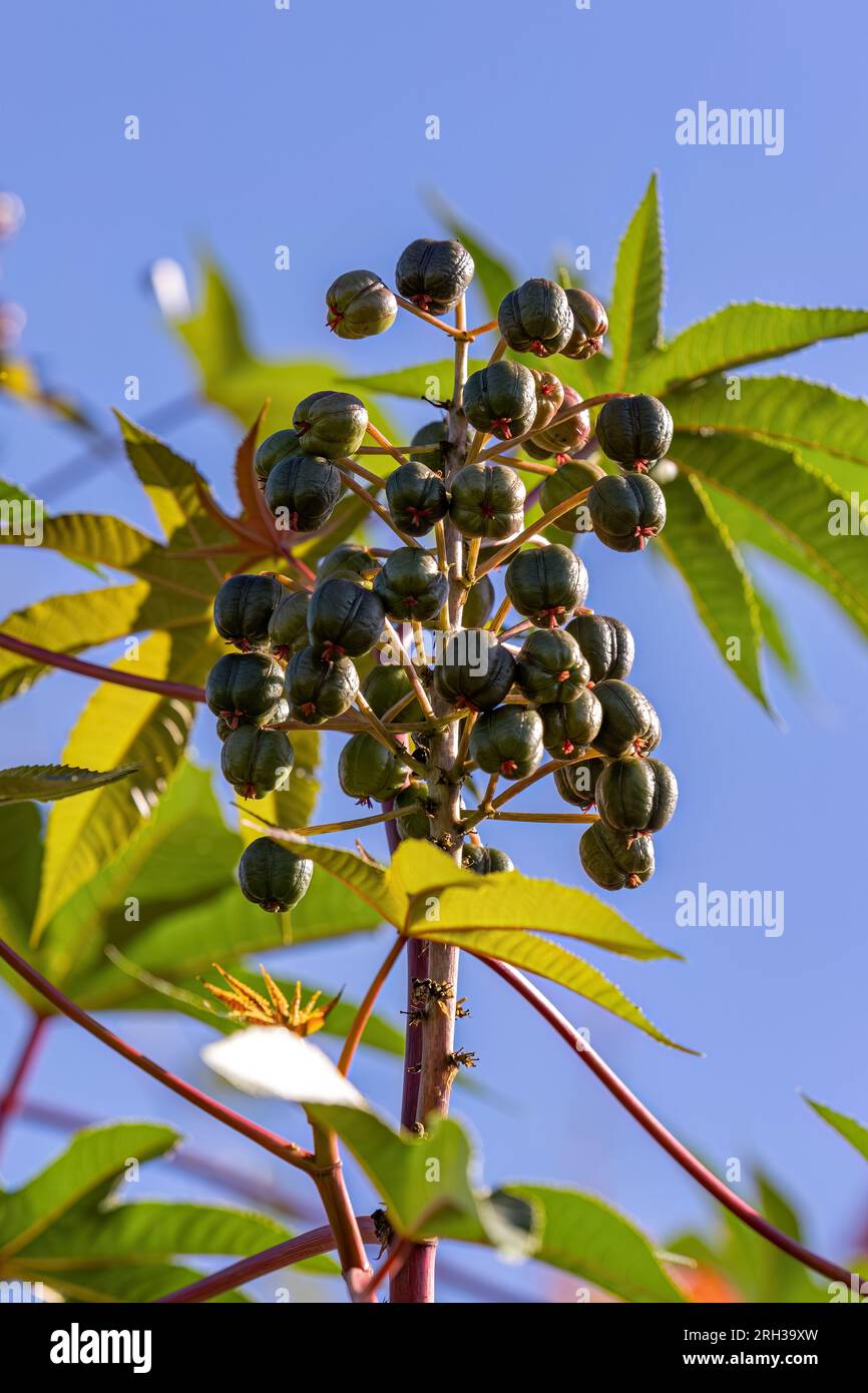 Green Castor Bean Plant of the species Ricinus communis Stock Photo - Alamy