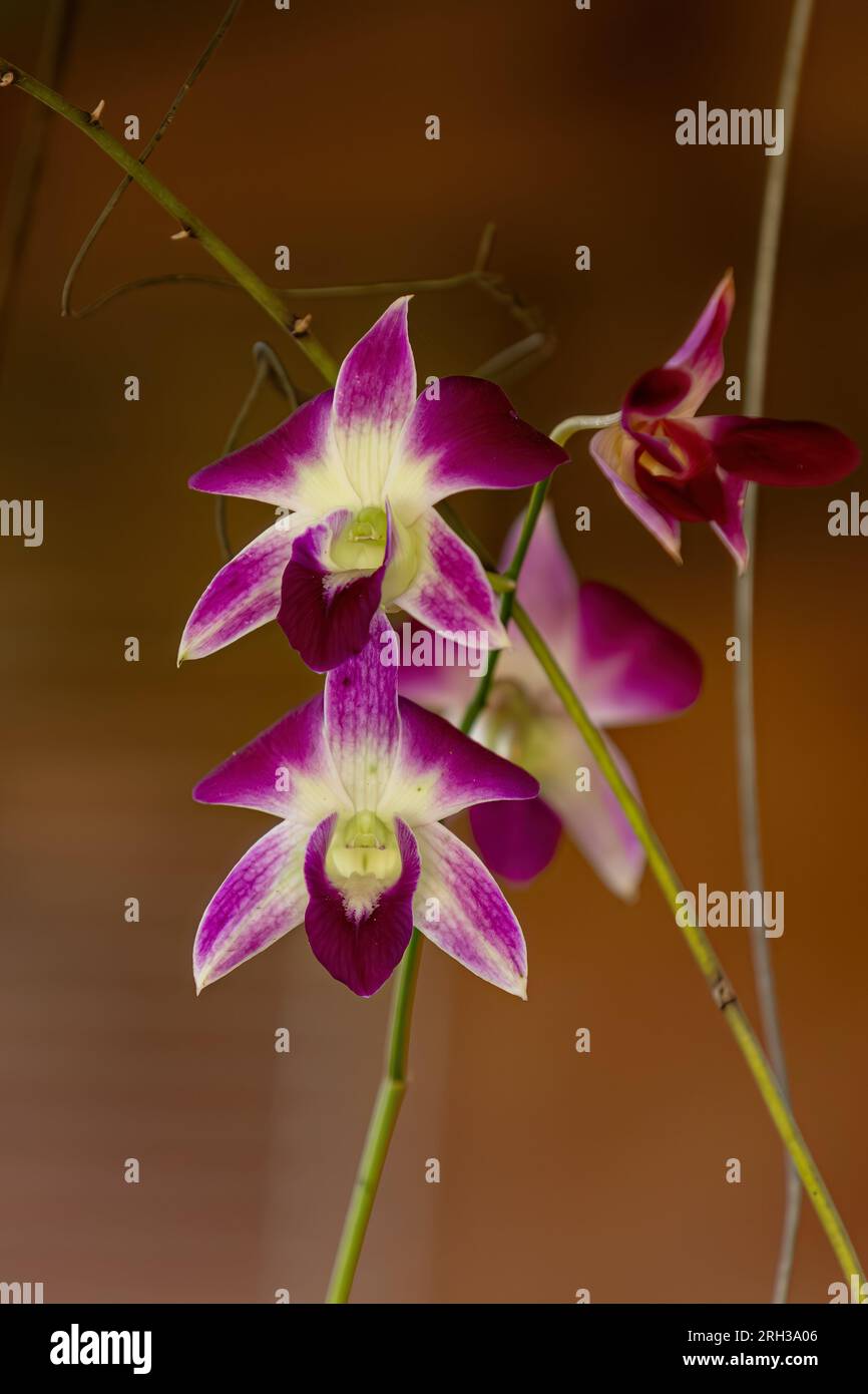Dendrobium genus hi-res stock photography and images - Alamy