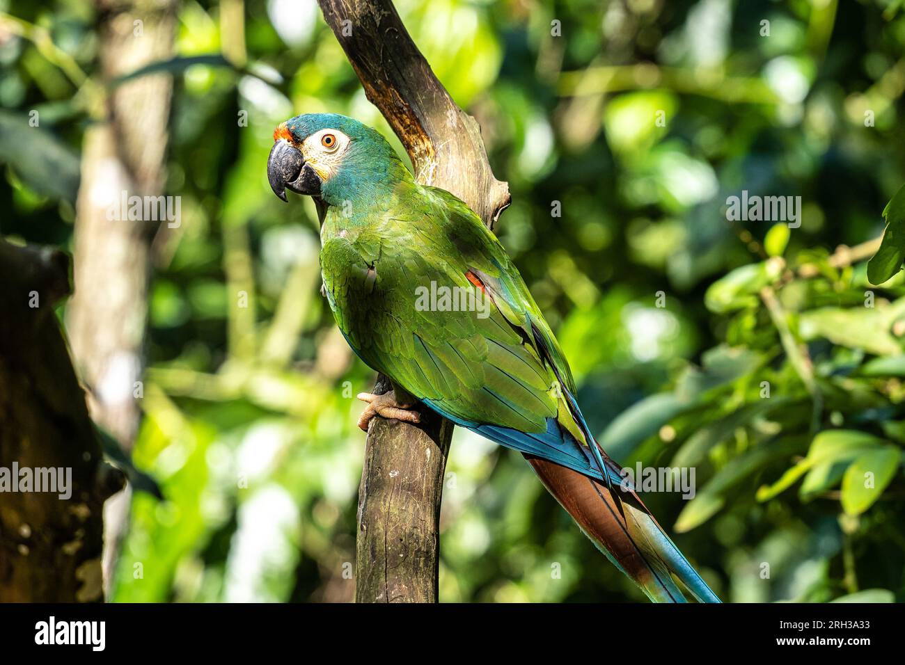 Maracana parakeet hi-res stock photography and images - Alamy