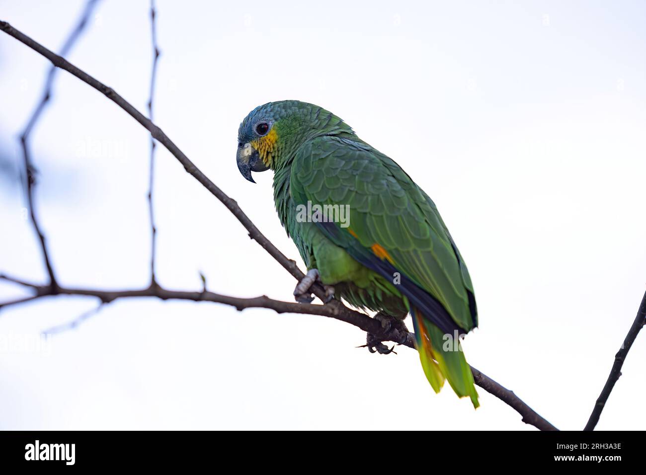 Adult Orange-winged Parrot of the species Amazona amazonica Stock Photo ...