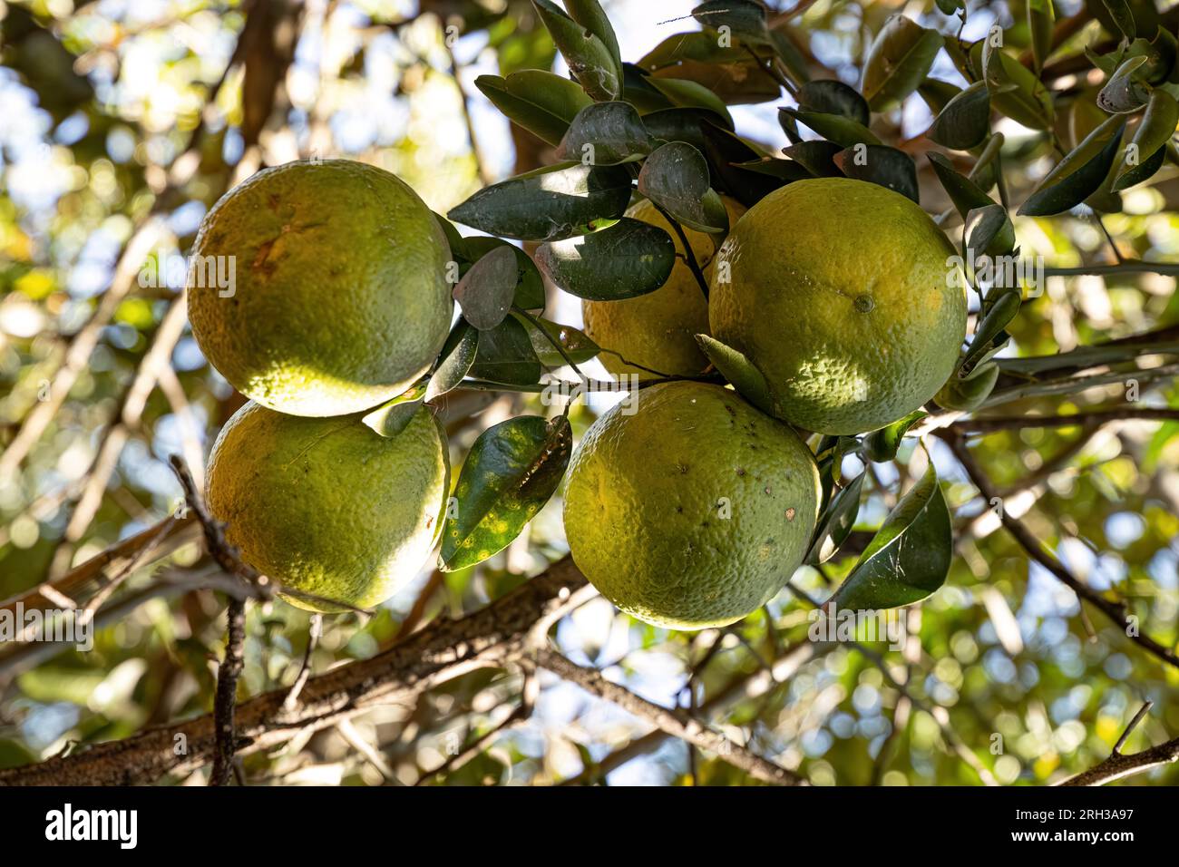 Green Fruit Tree of the genus Citrus Stock Photo - Alamy