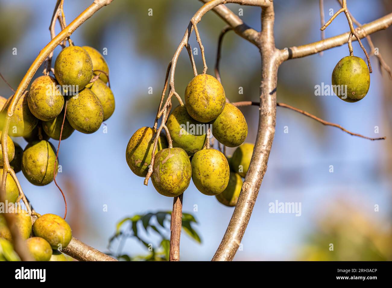 Mombins Tree Fruit of the Genus Spondias Stock Photo - Alamy
