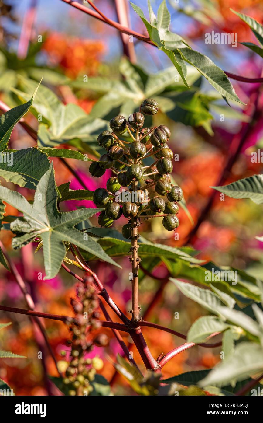 Green Castor Bean Plant of the species Ricinus communis Stock Photo - Alamy
