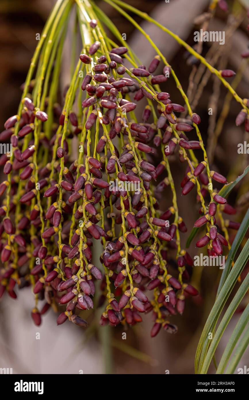 Pygmy Date Palm of the species Phoenix roebelenii Stock Photo - Alamy