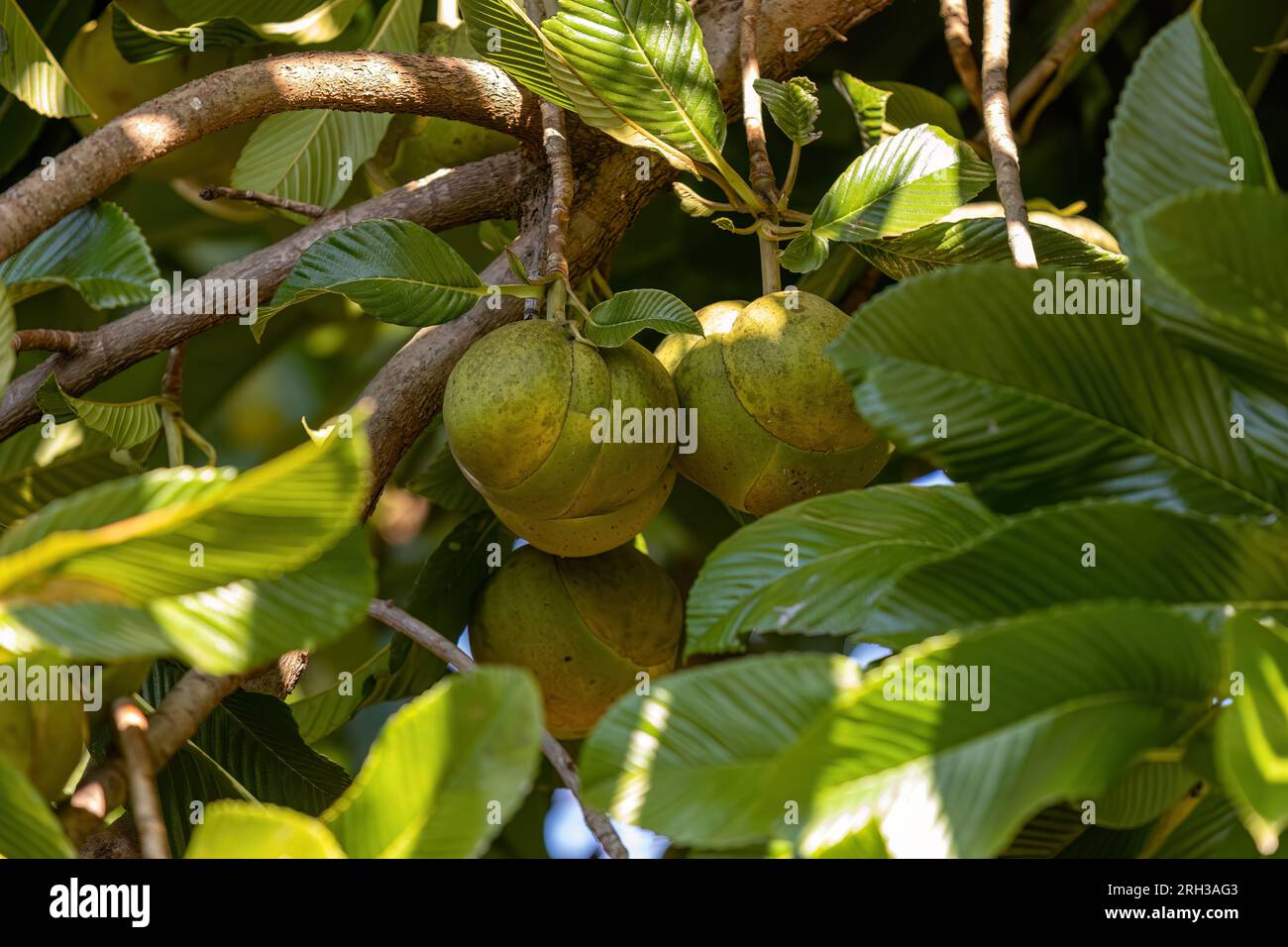 Elephant Apple Fruit Tree of the species Dillenia indica Stock Photo ...
