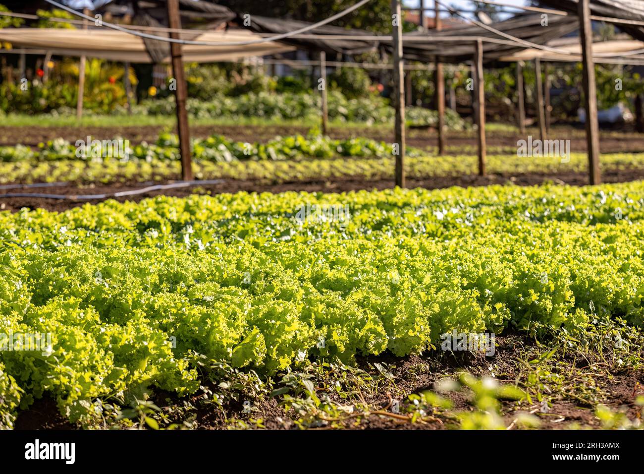 close up of plant lettuce vegetable of the species Lactuca sativa Stock ...