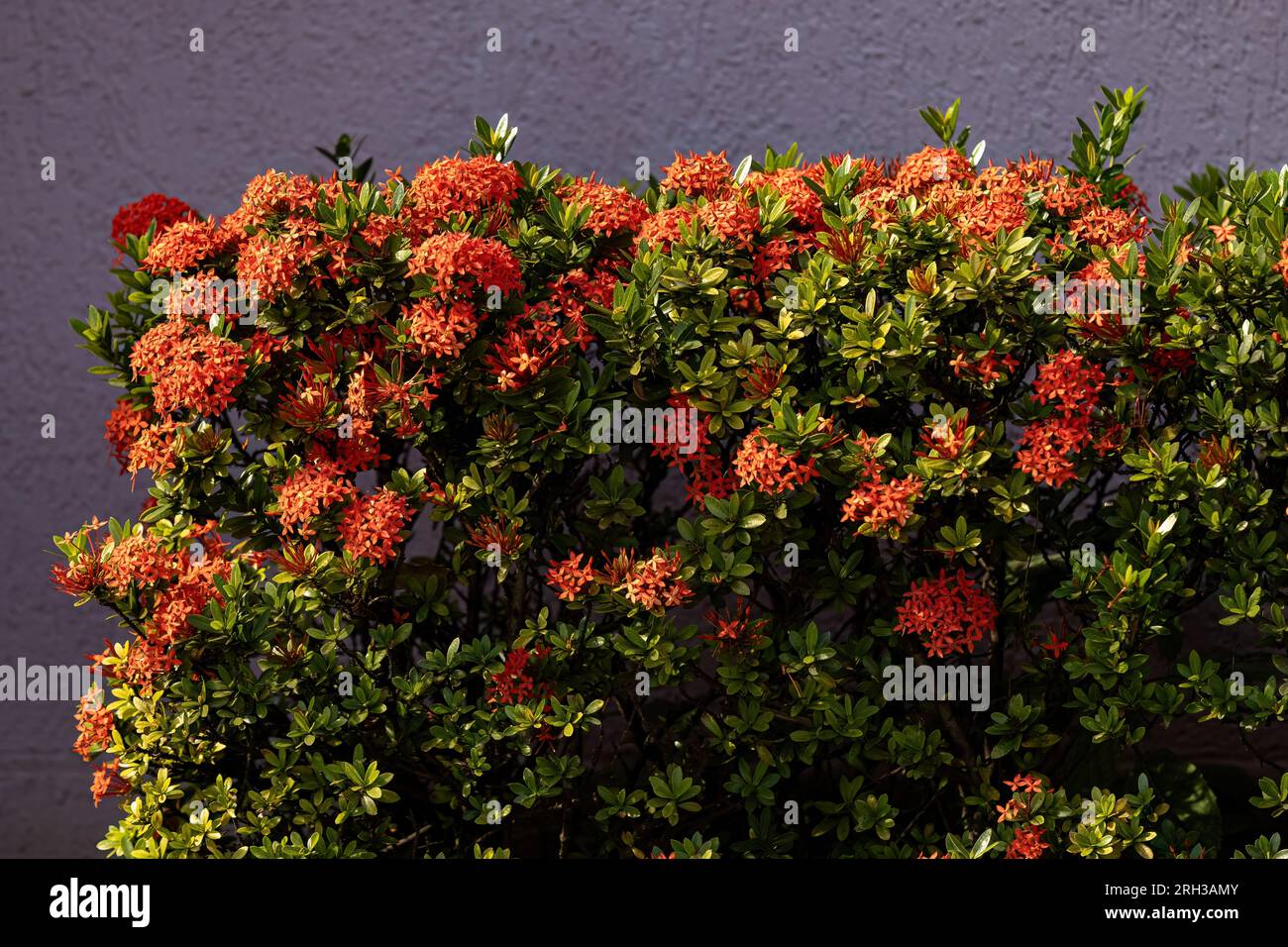 Red Jungle Flame Plant Flower of the genus Ixora Stock Photo - Alamy