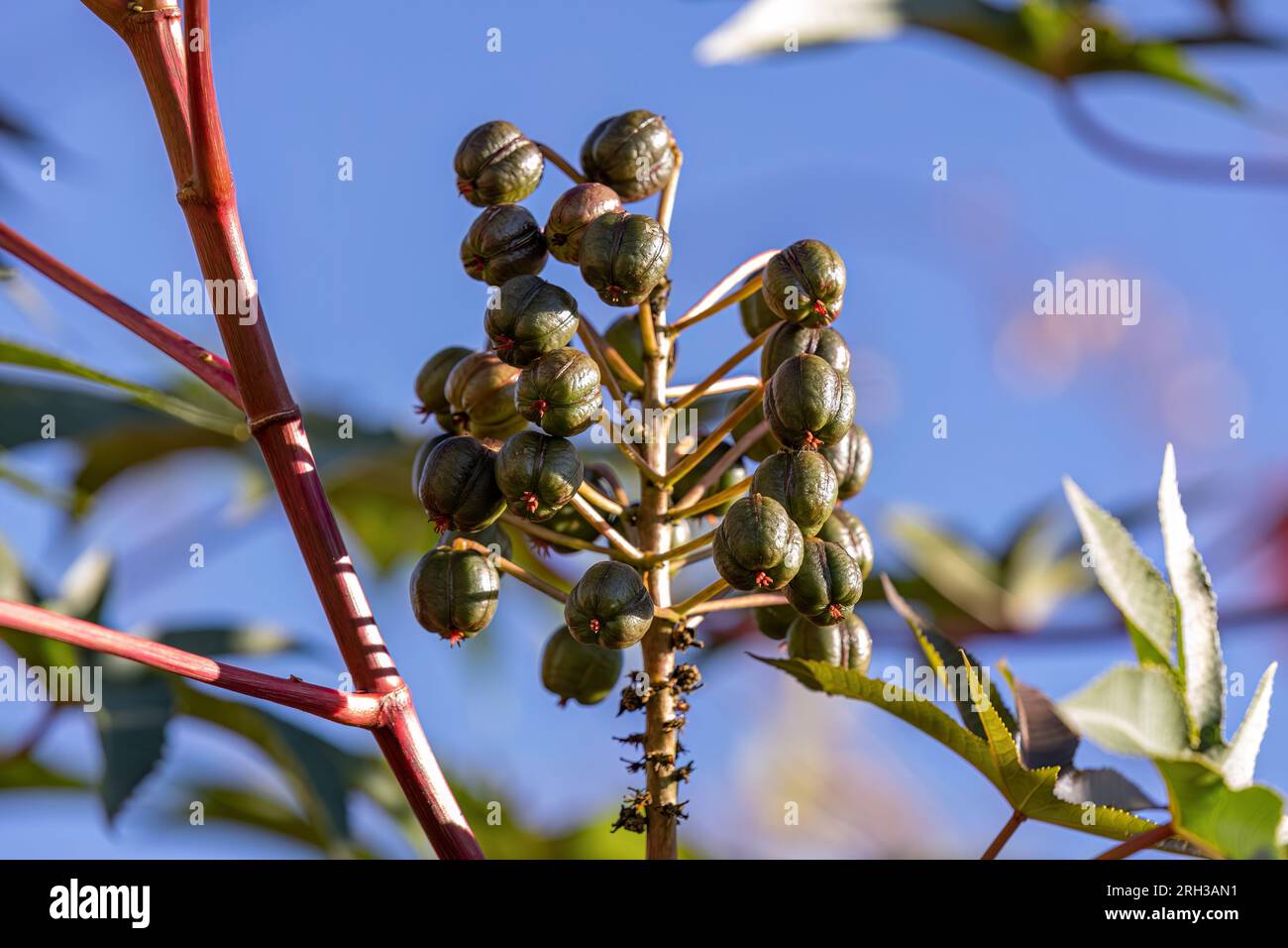 Green Castor Bean Plant of the species Ricinus communis Stock Photo - Alamy