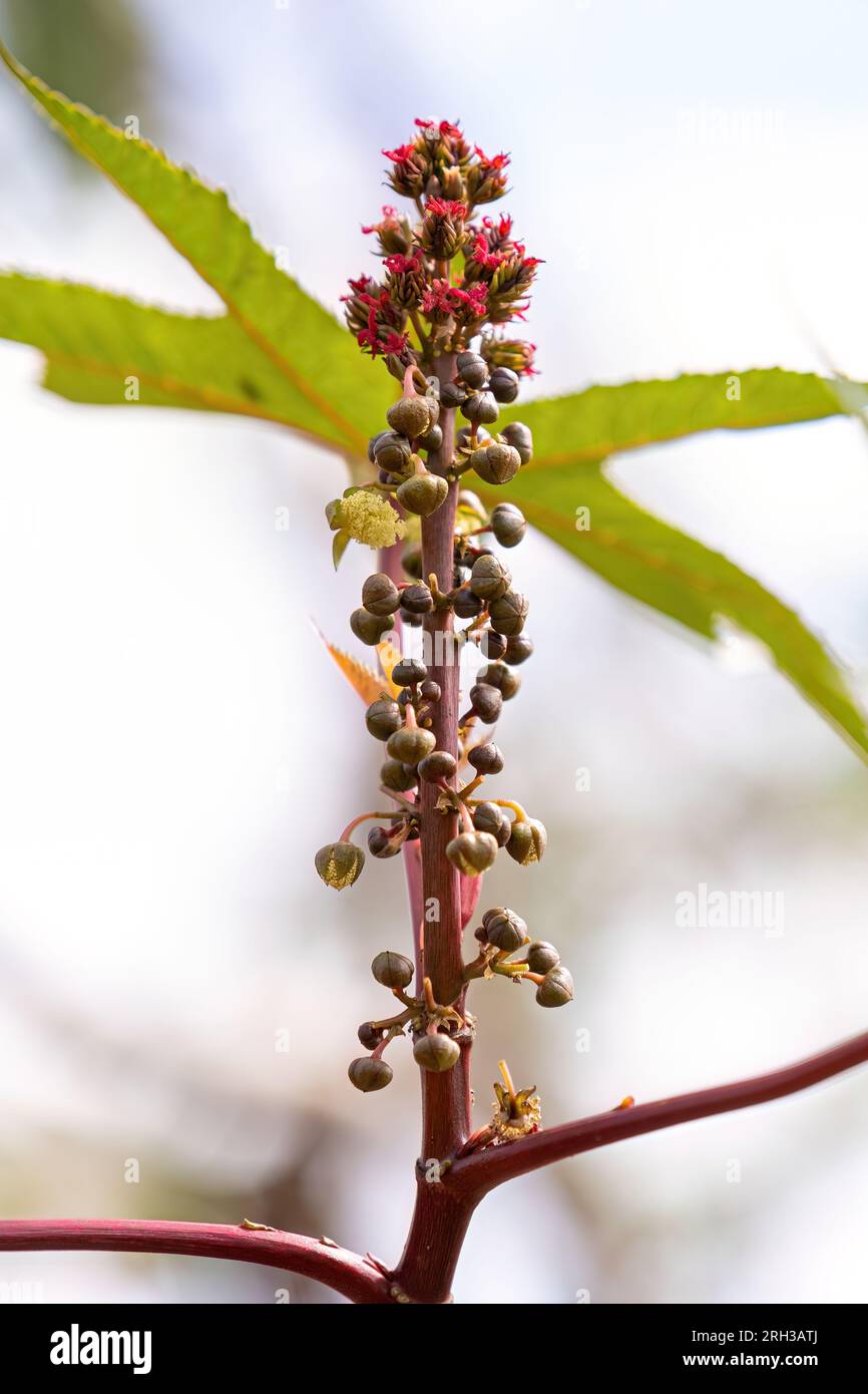 Green Castor Bean Plant of the species Ricinus communis Stock Photo - Alamy
