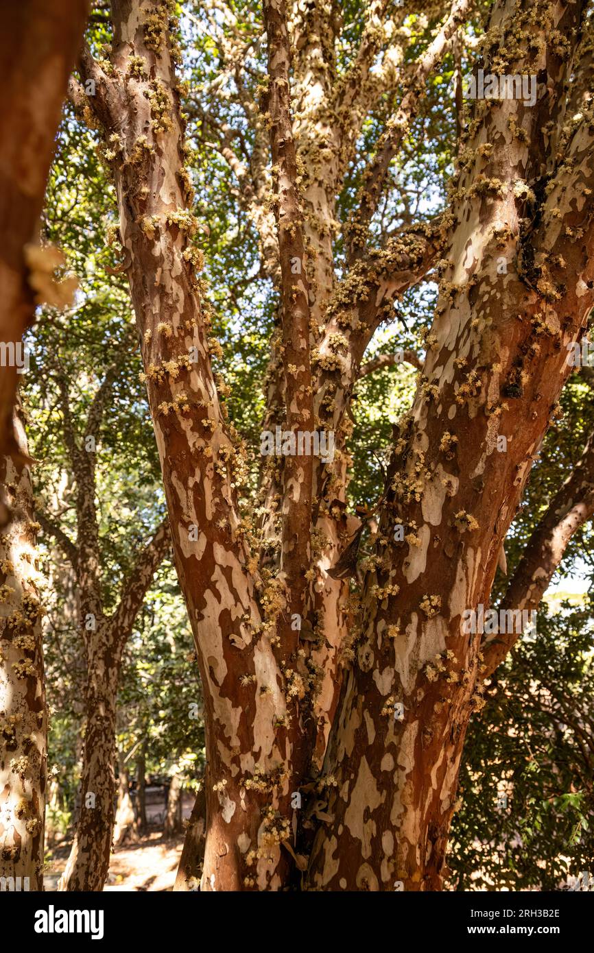 Jabuticaba tree hi-res stock photography and images - Alamy