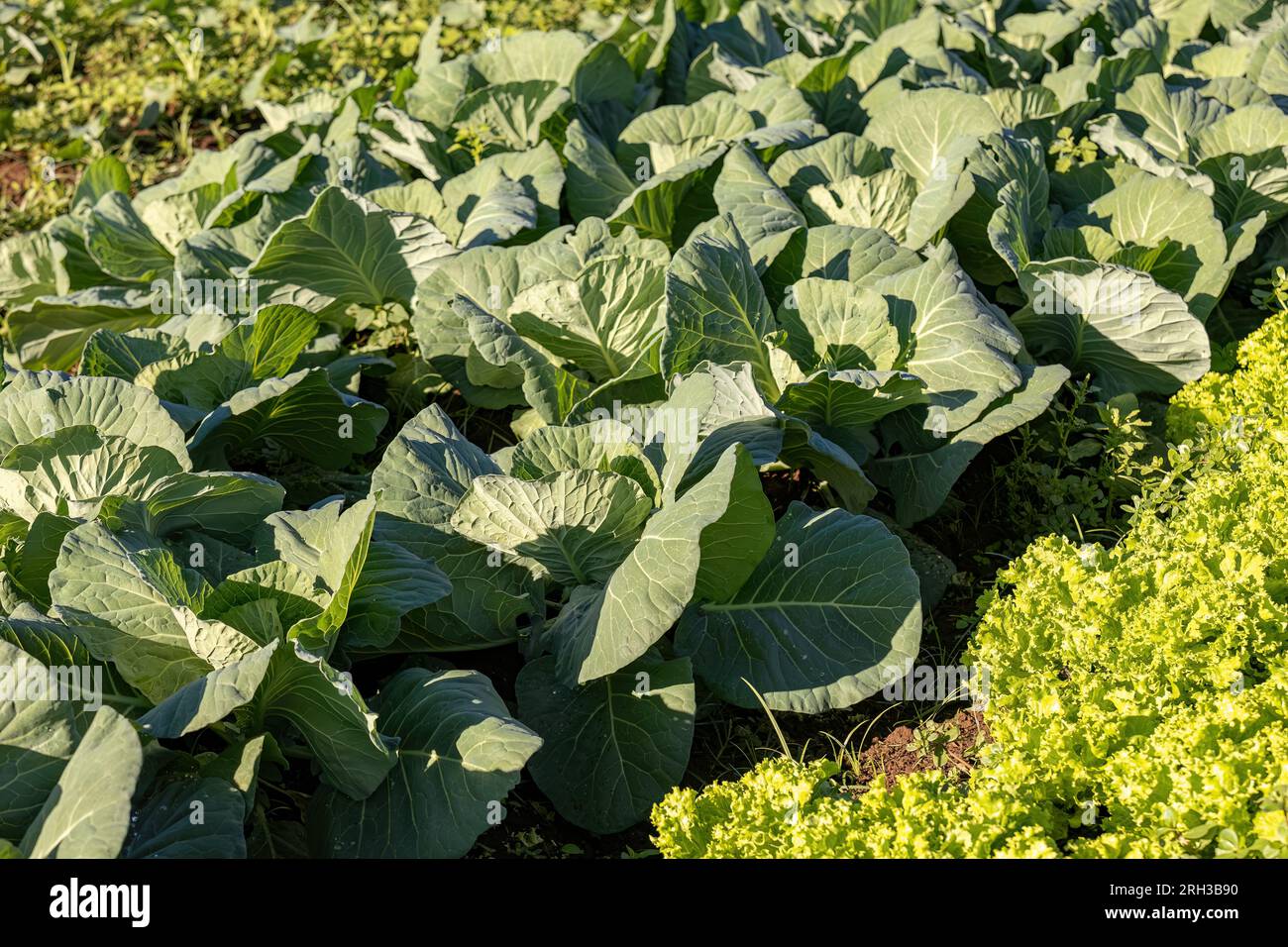 close up cabbage vegetable plant of the Brassica oleracea species in a ...