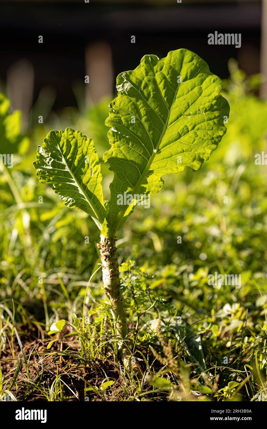close up cabbage vegetable plant of the Brassica oleracea species in a ...