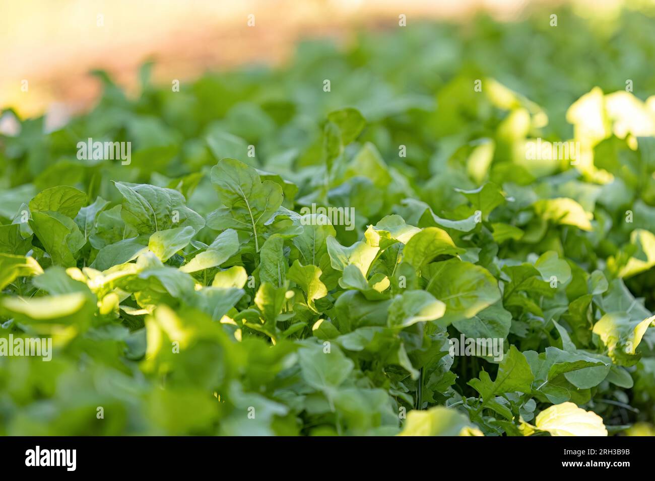 close up small vegetable plant in a vegetable garden Stock Photo - Alamy