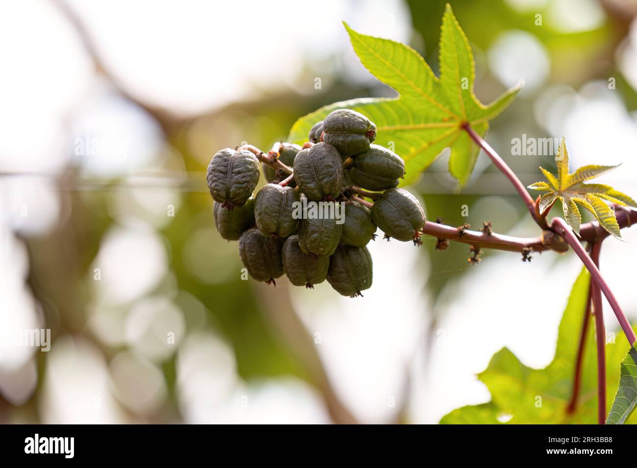 Green Castor Bean Plant of the species Ricinus communis Stock Photo - Alamy