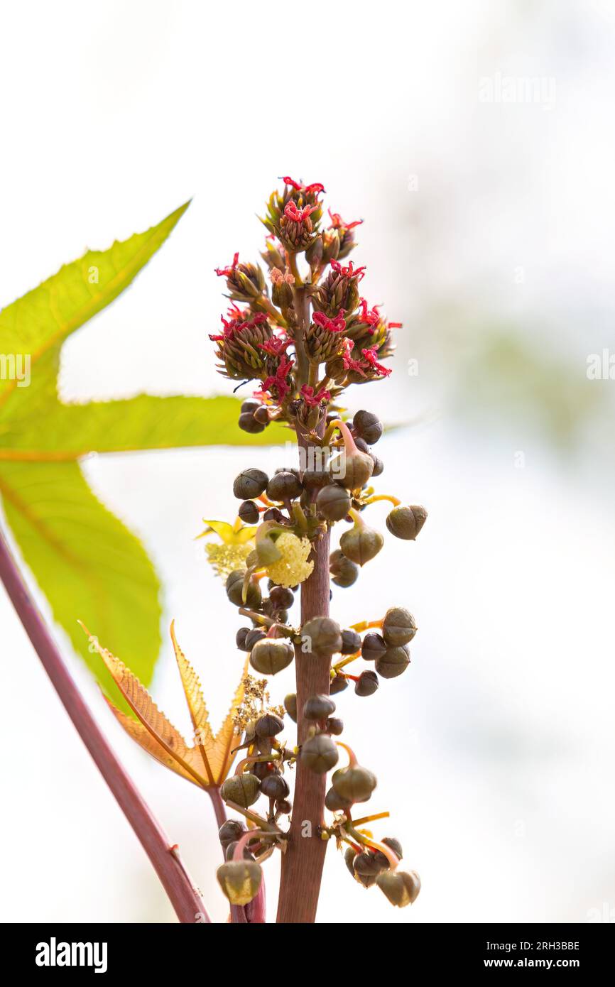 Green Castor Bean Plant of the species Ricinus communis Stock Photo - Alamy