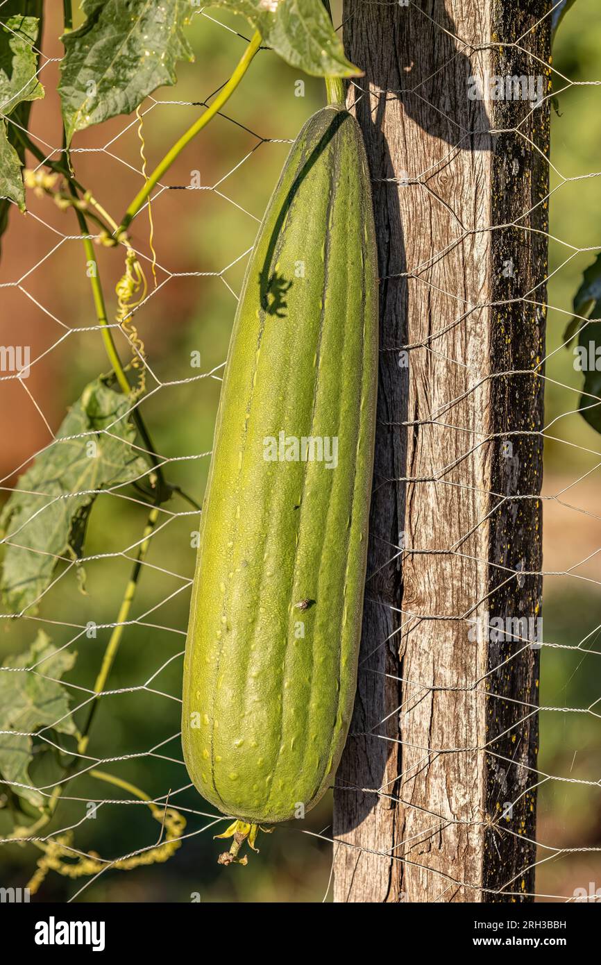 Sponge Gourd Plant Fruit of the species Luffa aegyptiaca Stock Photo ...