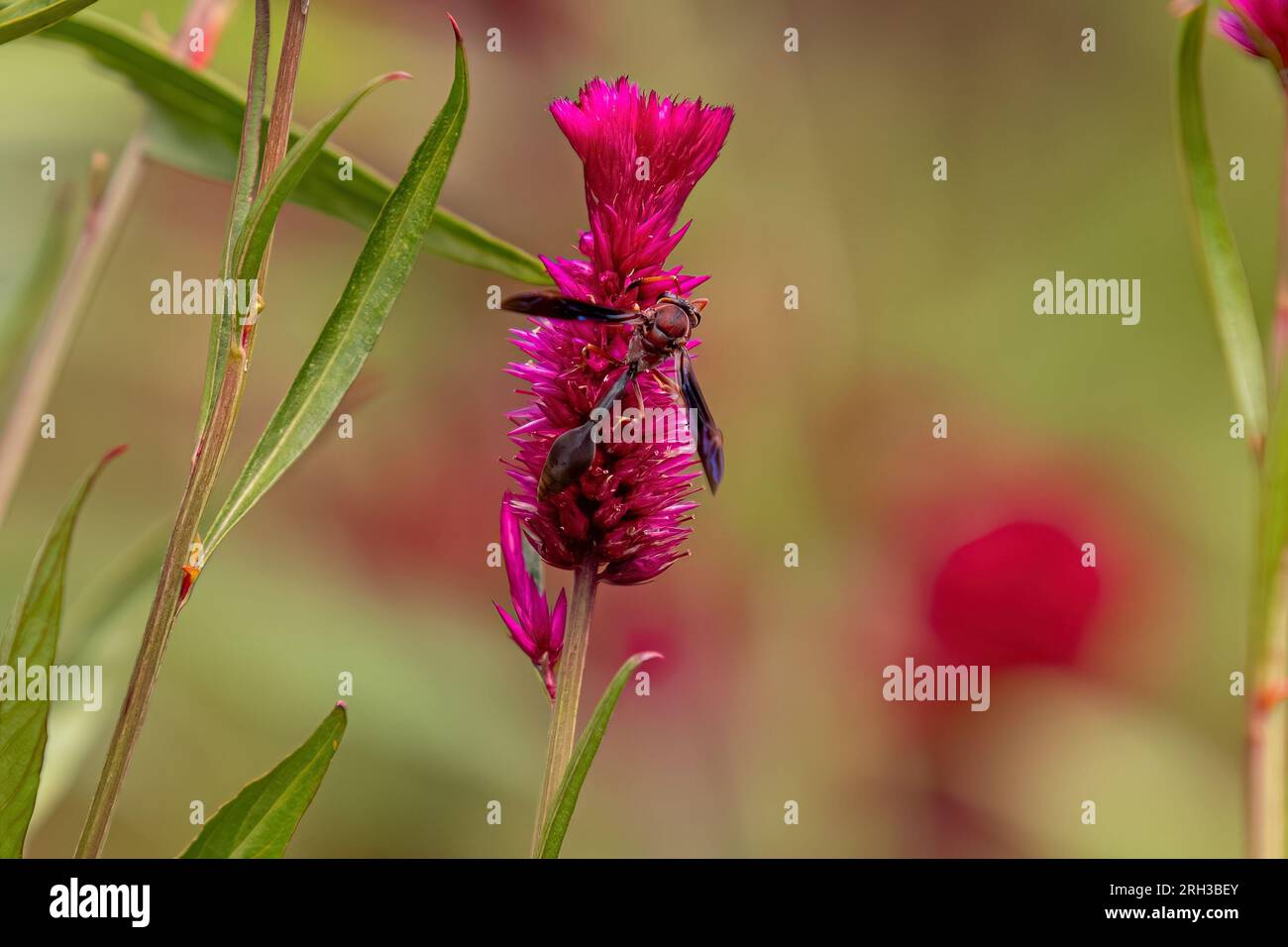 Quail Grass Flowering Plant of the species Celosia argentea with a wasp ...