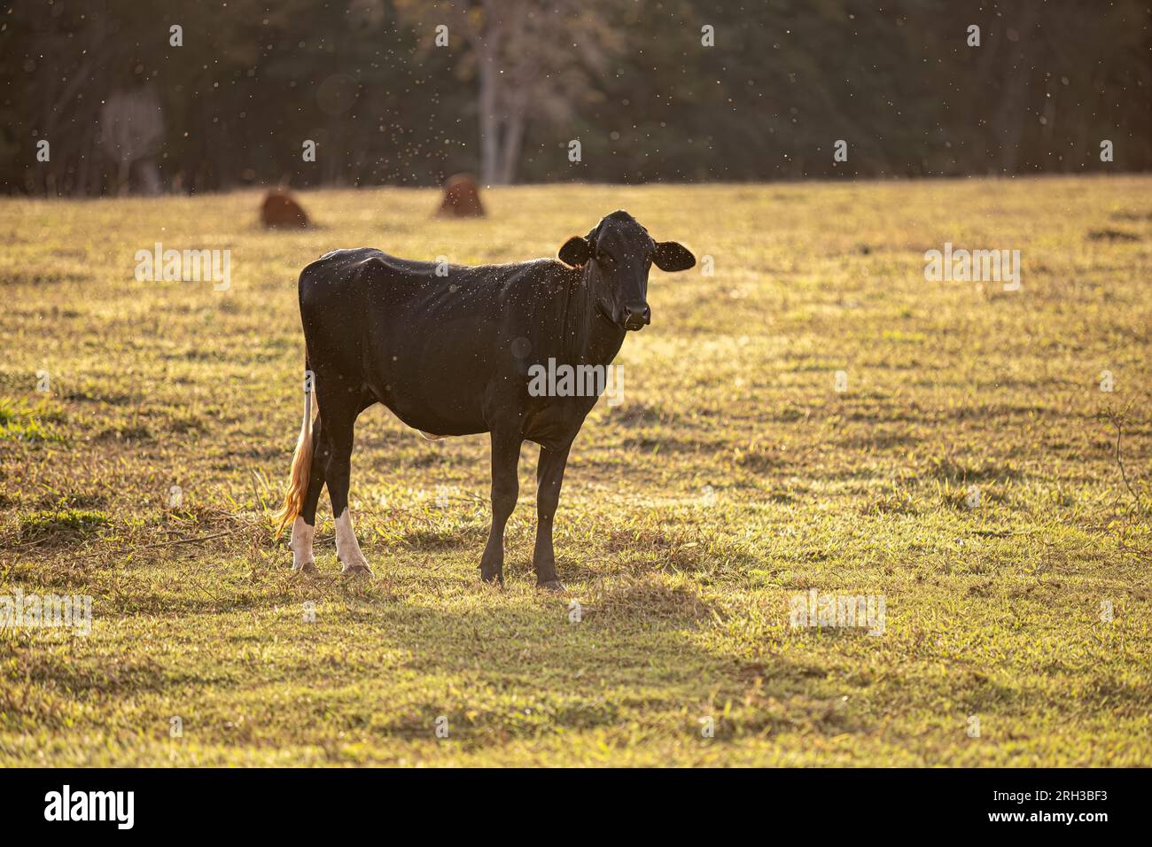 close up of cow farm animals with many insects flying around Stock ...