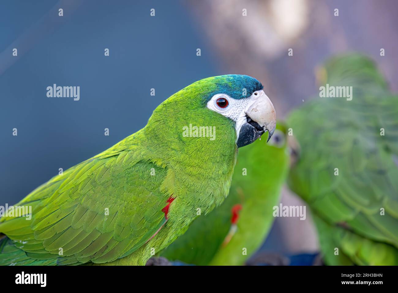 Red shouldered parrot hi-res stock photography and images - Alamy