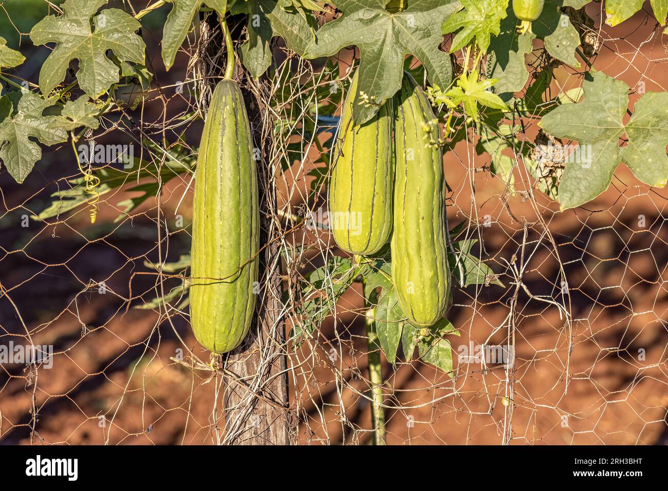 Sponge Gourd Plant Fruit of the species Luffa aegyptiaca Stock Photo ...