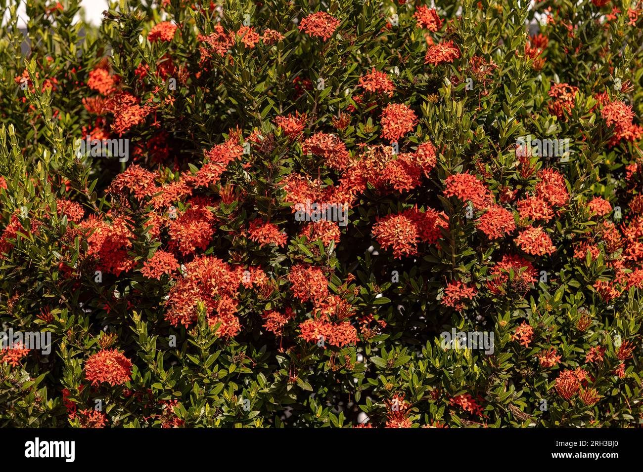 Red Jungle Flame Plant Flower of the genus Ixora Stock Photo - Alamy
